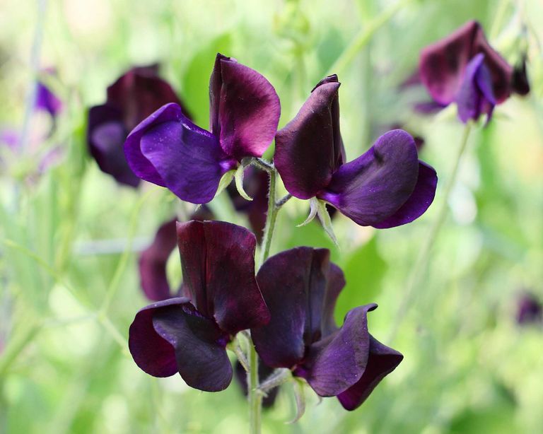 Sweet pea varieties: 16 blooms for summertime scent | Gardeningetc