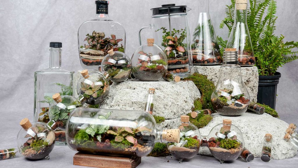 Terrarium care: tips on how to look after your display | Homes and Gardens