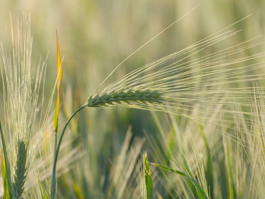 Growing Barley: Information About Winter Barley Cover Crops | Gardening ...