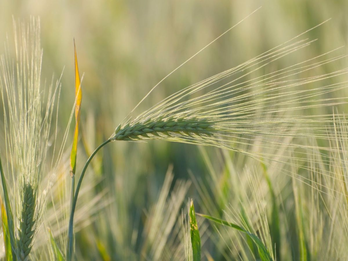 Growing Barley: Information About Winter Barley Cover Crops | Gardening ...