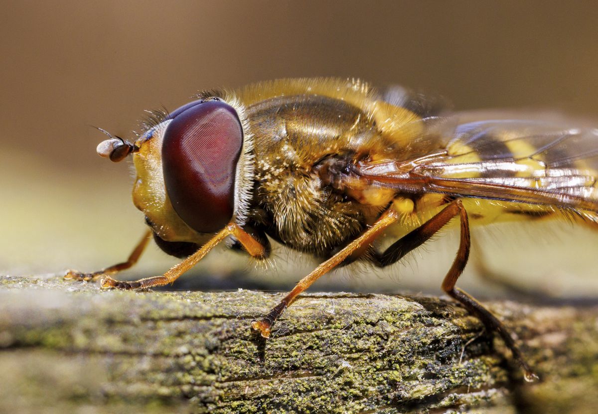 10 pro tips for amazing wildlife and macro shots | Digital Camera World