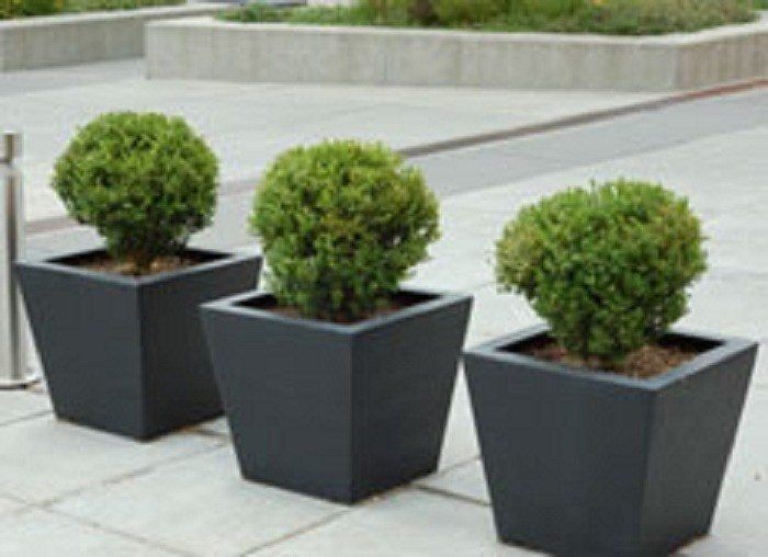 Tips For Growing Shrubs In Containers | Gardening Know How