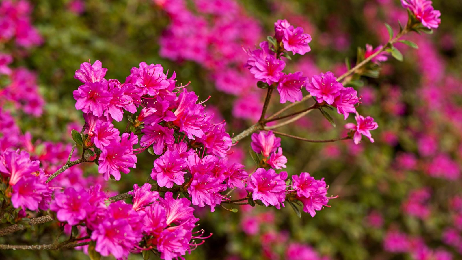 How to grow azalea and fill your garden with gorgeous blooms | Ideal Home