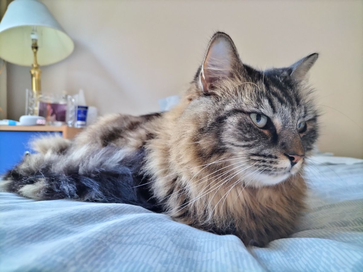 Oppo A54 5G review | Digital Camera World