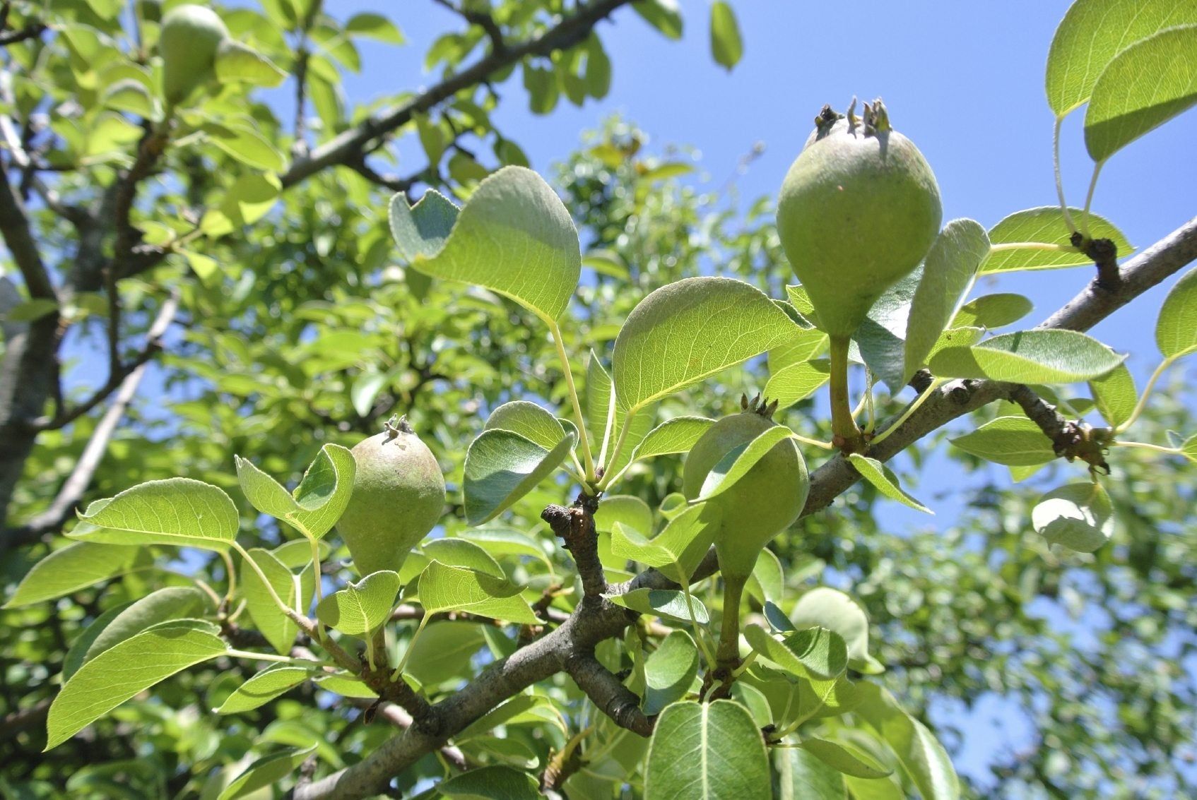 Pear Tree Fruit Thinning - When And How To Thin Pear Fruit | Gardening ...
