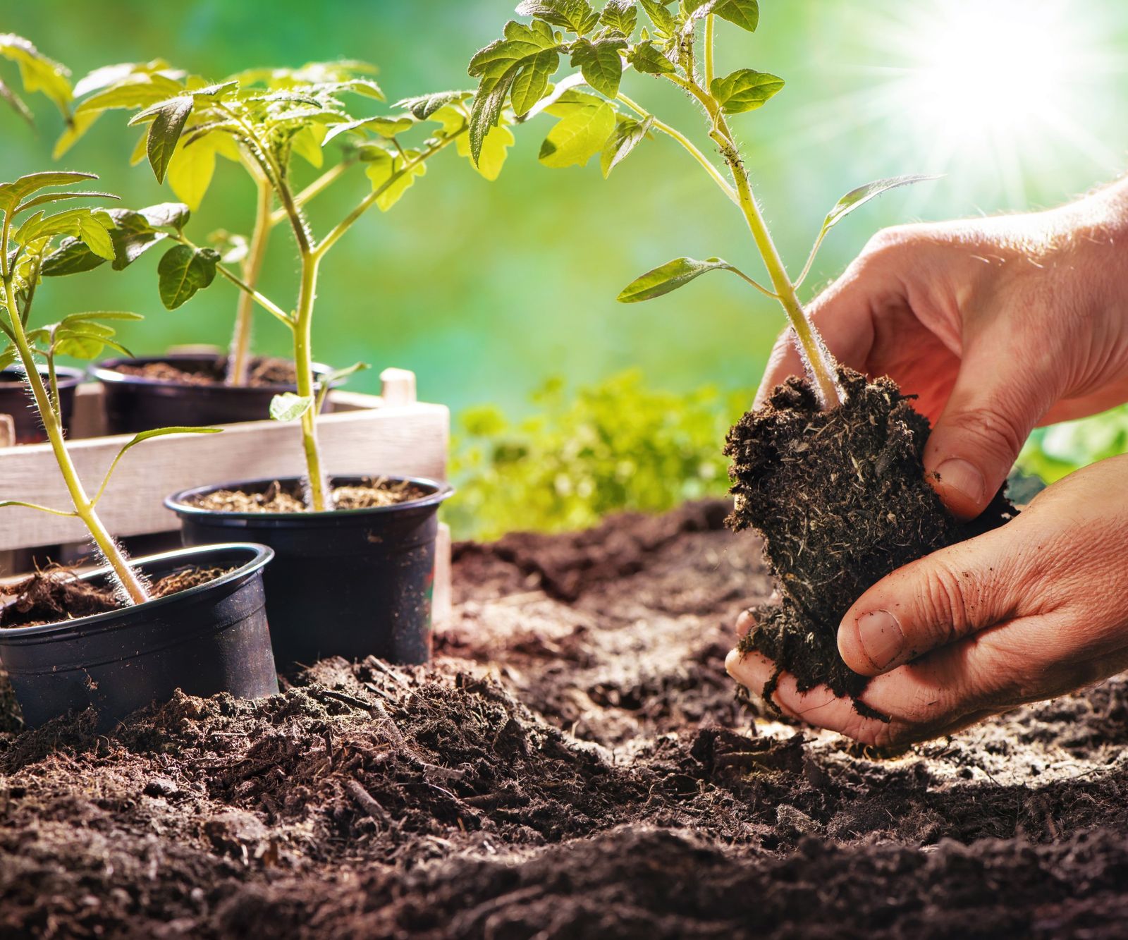 Tomato growing mistakes: 8 common errors to avoid | Homes and Gardens