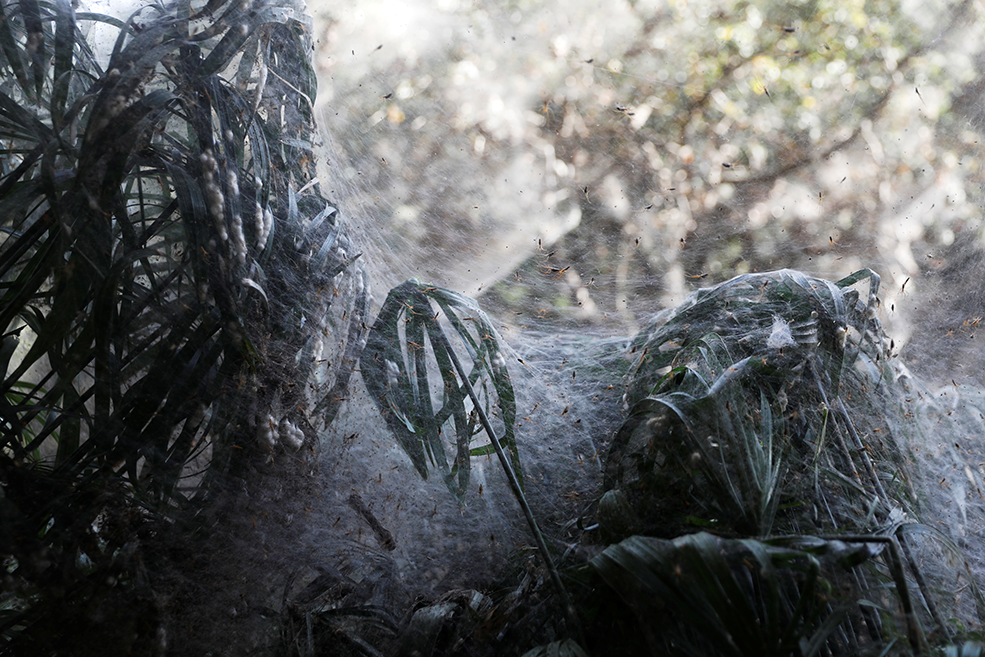 The bewitching creepiness of Jerusalem's giant spider webs | The Week