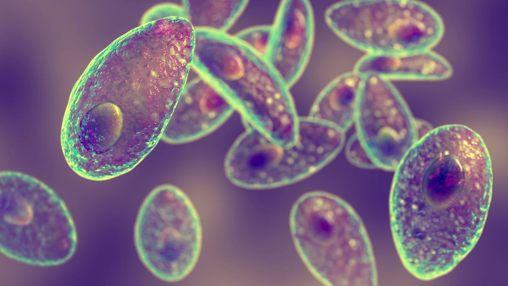 One in three people are infected with Toxoplasma parasite — and the ...