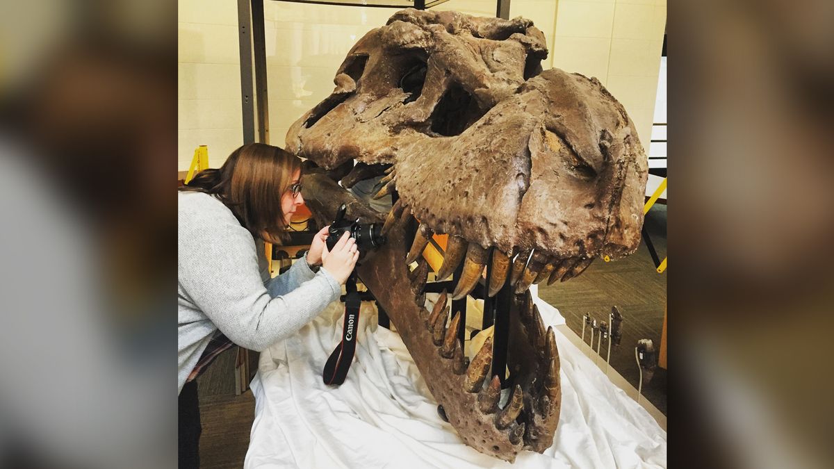 Sue the T. rex had a terribly painful infection when she died | Live ...