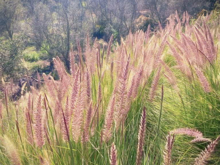 How to plant a prairie garden: expert tips to get the look | Homes and ...