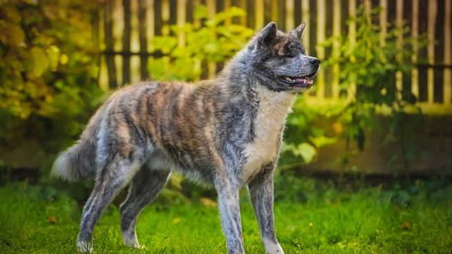 Brindle dog breeds with distinctive tiger-striped markings | PetsRadar