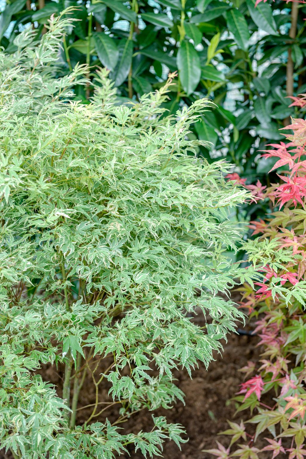 How to grow acers: follow our tips and add year-round interest to your ...