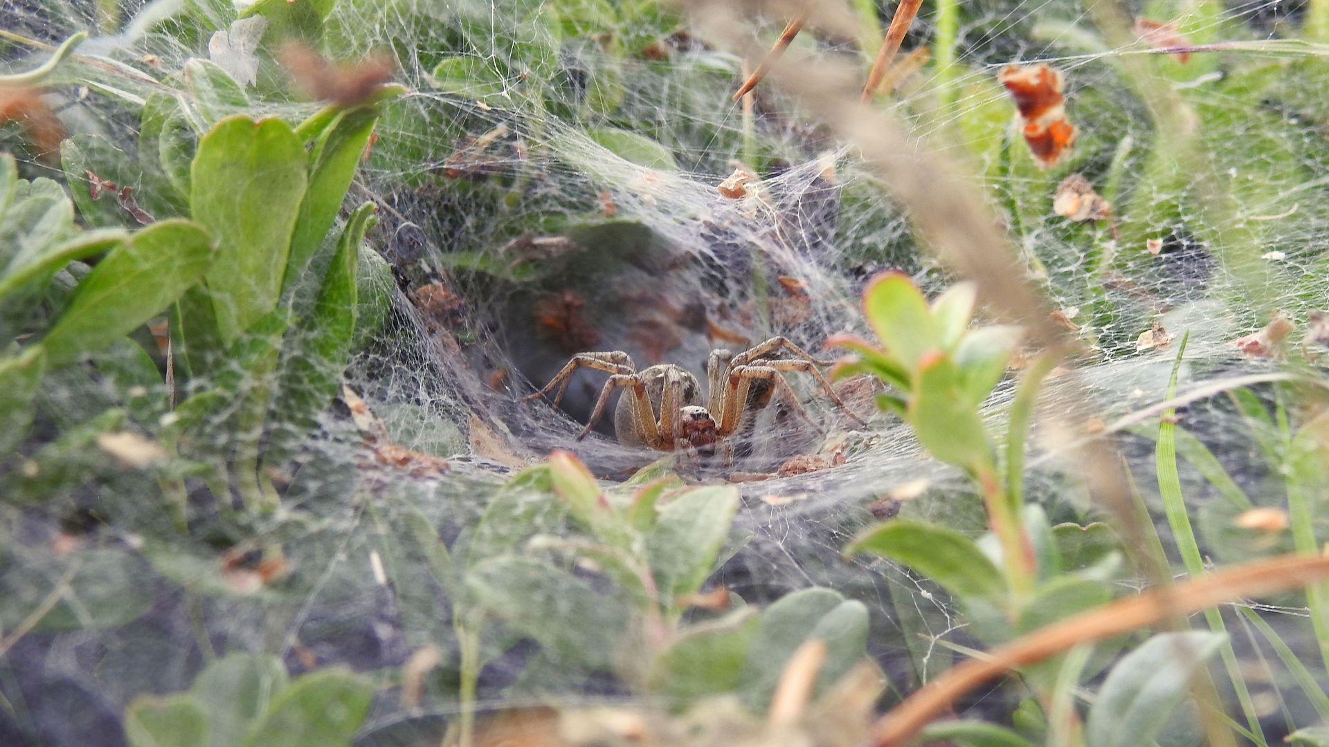 Cannibalistic labyrinth spiders give off 'life signal' so they don't ...