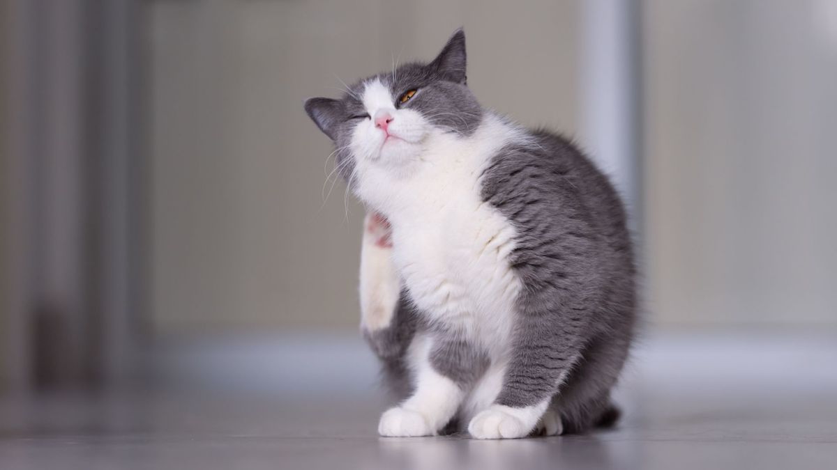 Hot spots on cats: Vet's guide to signs and treatment | PetsRadar