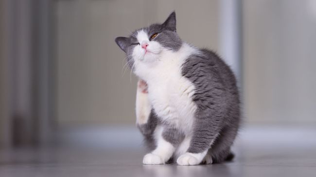 Hot spots on cats: Vet's guide to signs and treatment | PetsRadar