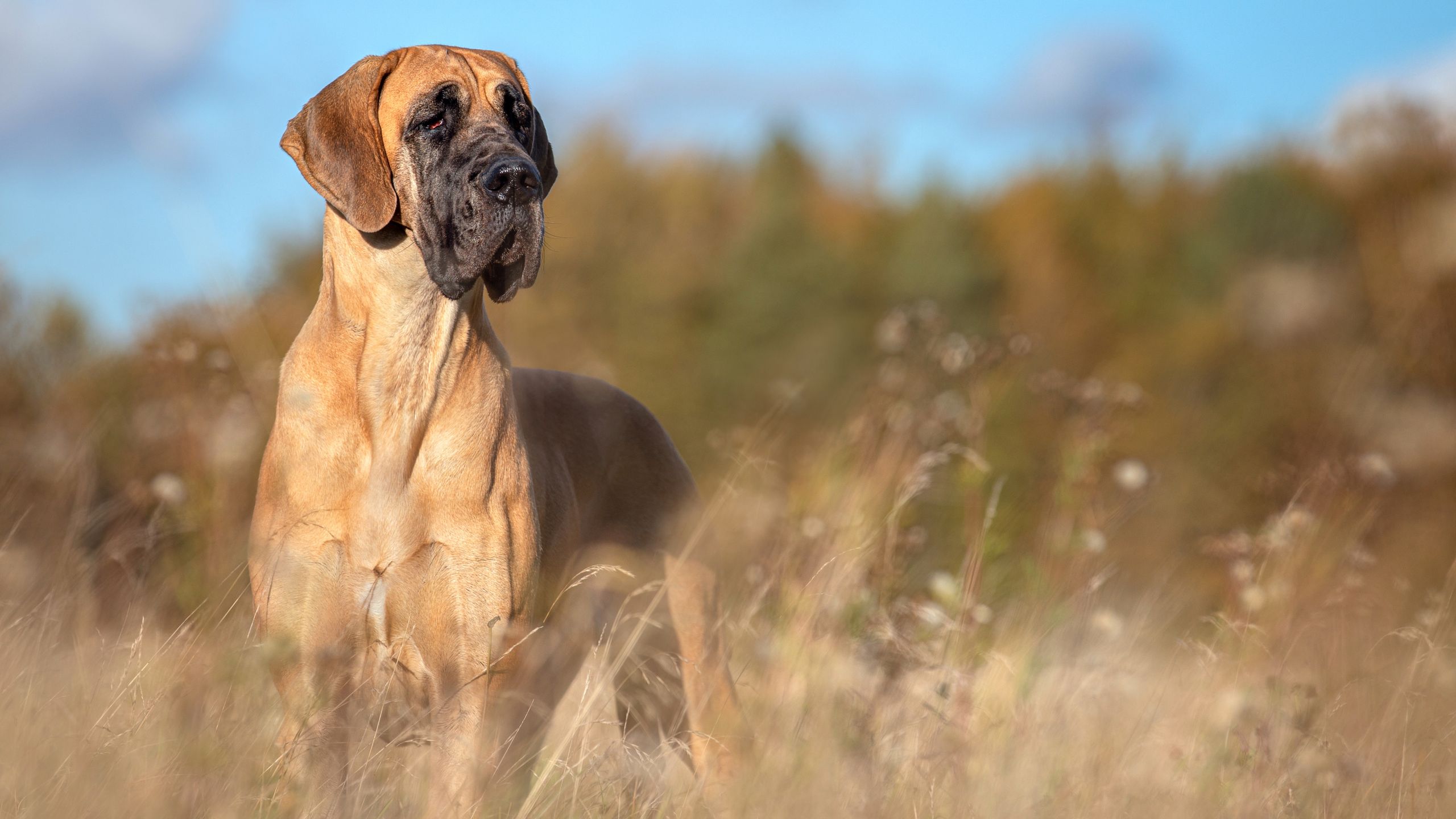 Massive Great Dane Is Crowned World S Tallest Dog By Guinness World
