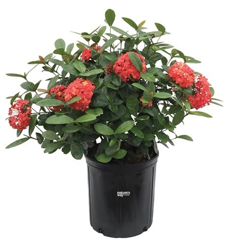 How to grow ixora: advice on growing this tropical shrub | Homes and ...