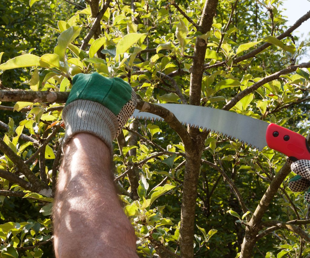 How to use a pruning saw properly and safely | Homes and Gardens