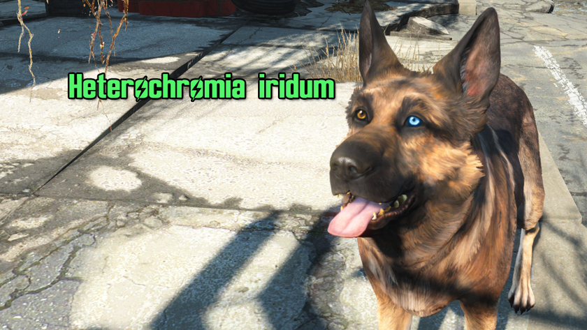 The weirdest Fallout 4 mods | PC Gamer