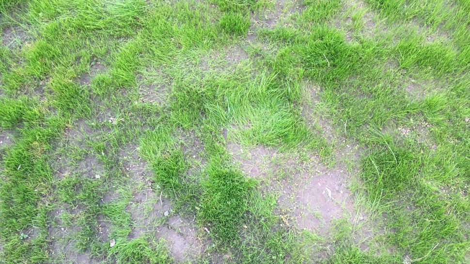 How to make your lawn thicker in 7 simple steps | Tom's Guide