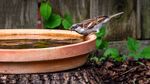 Bird bath mistakes to avoid: 8 common errors to avoid | Homes and Gardens