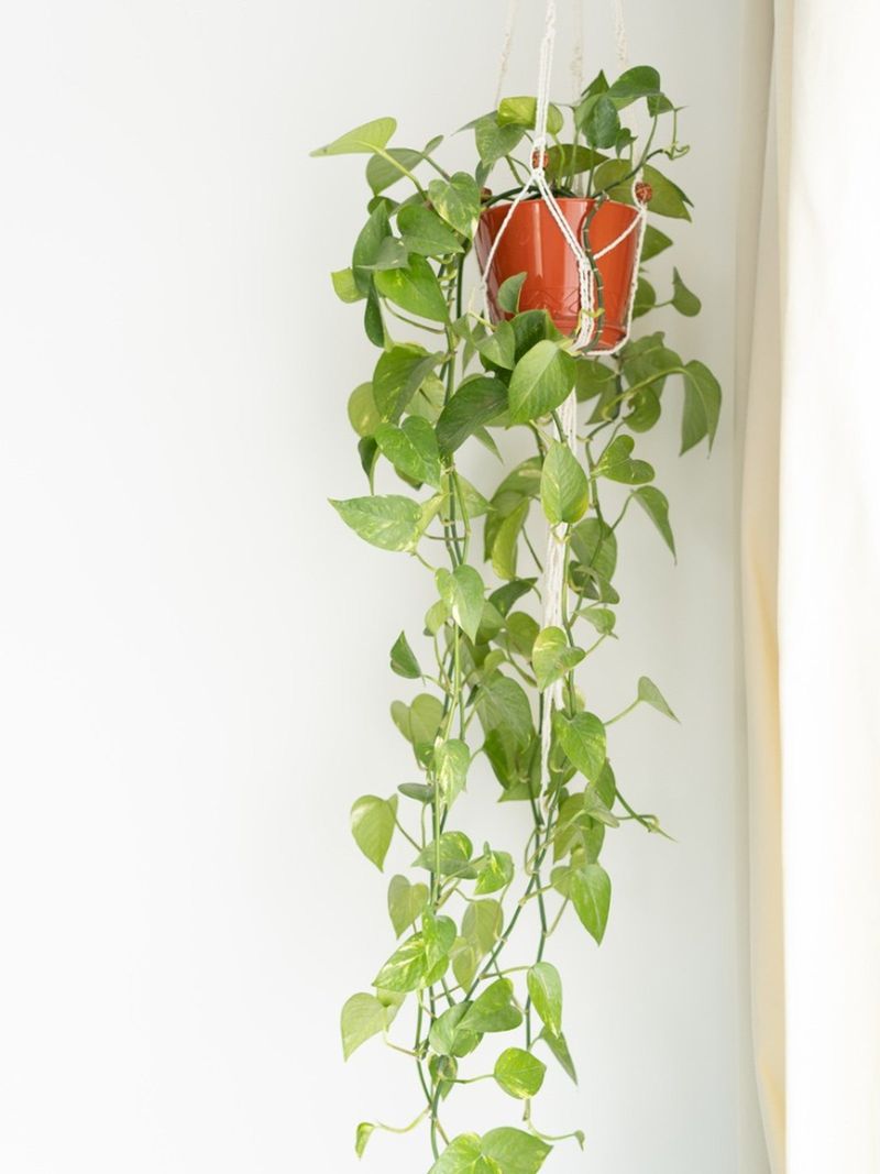 How To Propagate Pothos Plants: A Simple How-To Guide | Gardening Know How