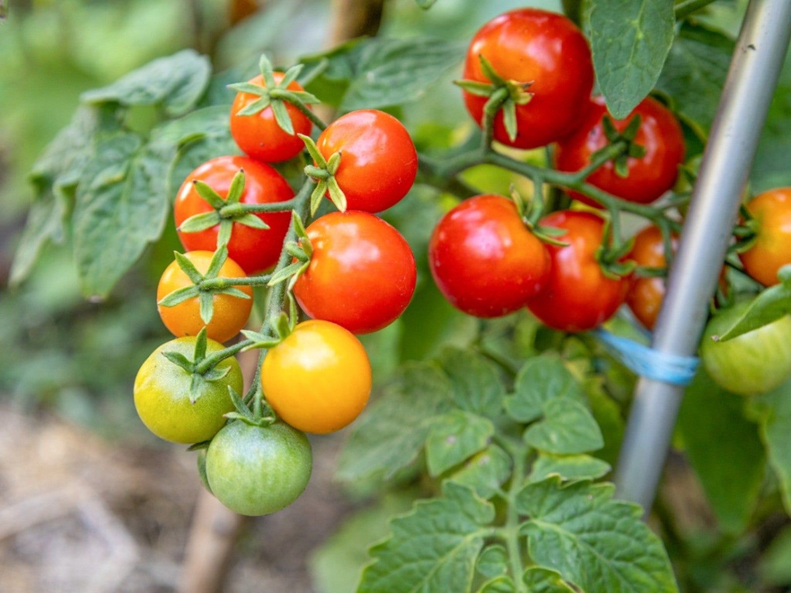 Ripening Tomatoes On The Vine Vs. Off The Vine | Gardening Know How