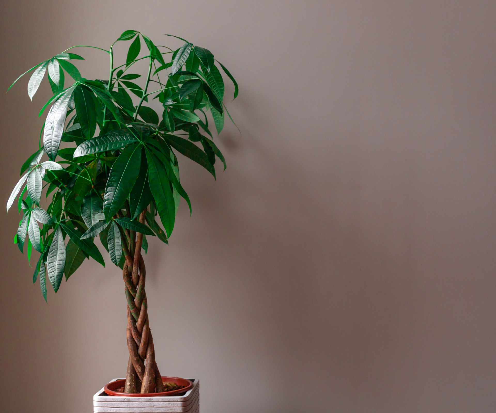 Where to Place a Money Tree: Feng Shui Experts Reveal All | Homes and ...