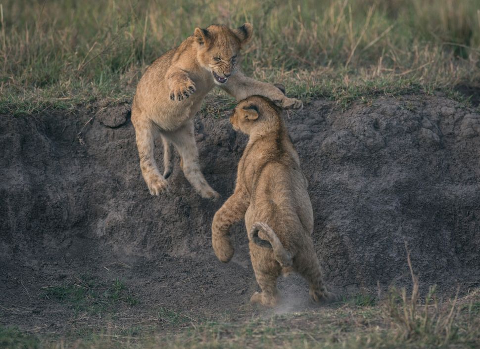 This wildlife photography shows the true beauty of lions | Digital ...