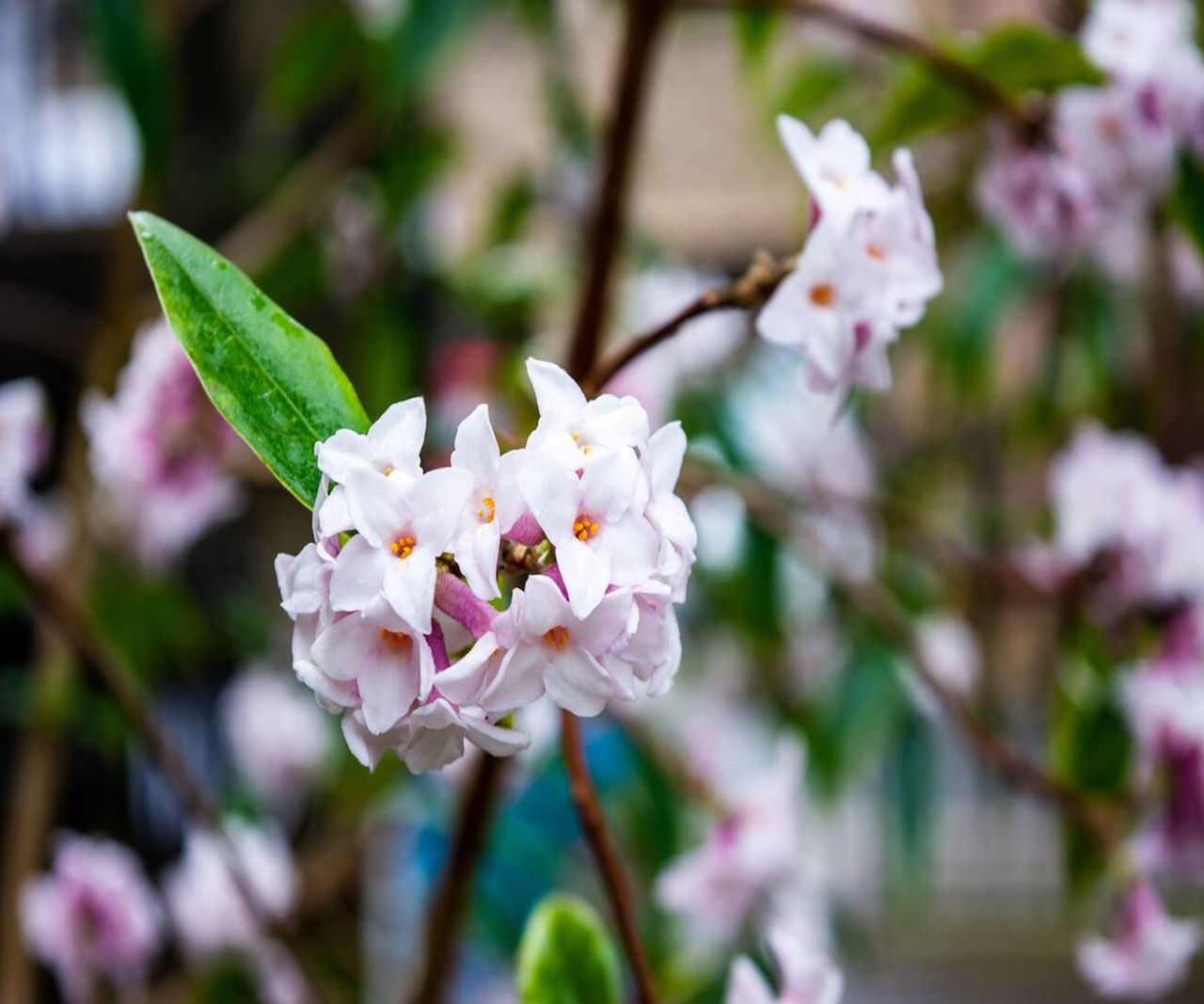 Best winter flowers for scent: 12 uplifting plants to grow | Homes and ...