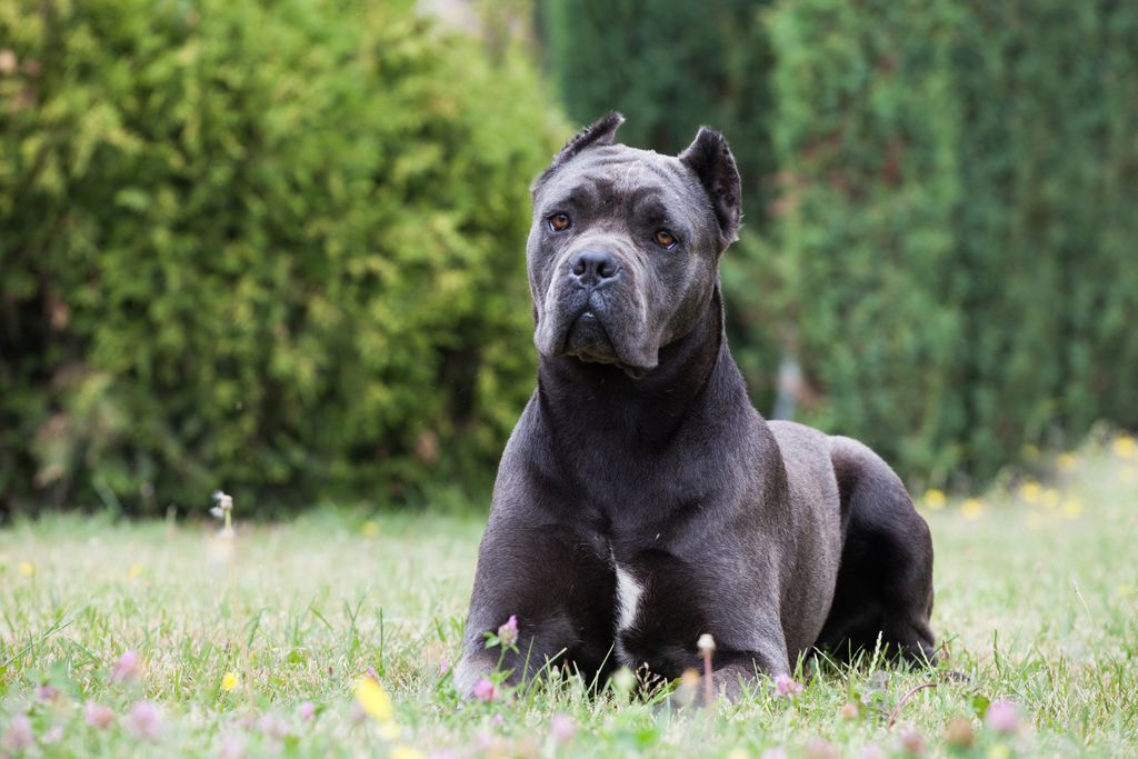 18 banned dogs affected by breed-specific legislation | PetsRadar