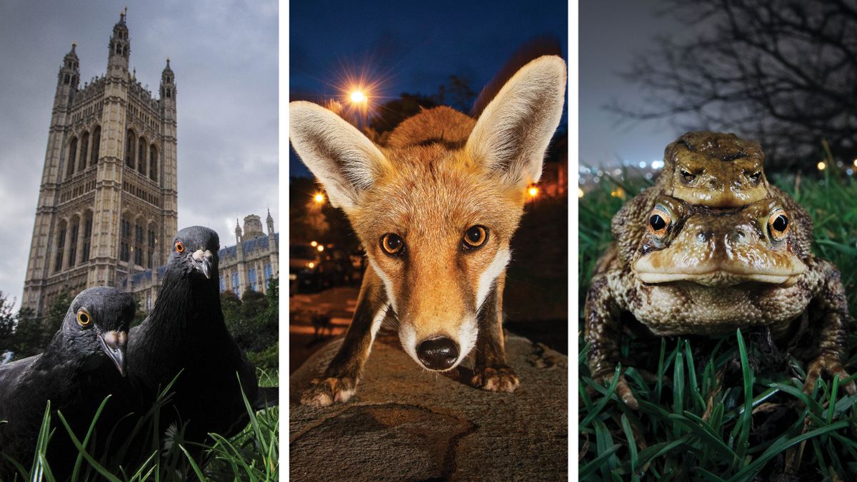 Take your best wildlife shots with Digital Photographer Magazine Issue ...