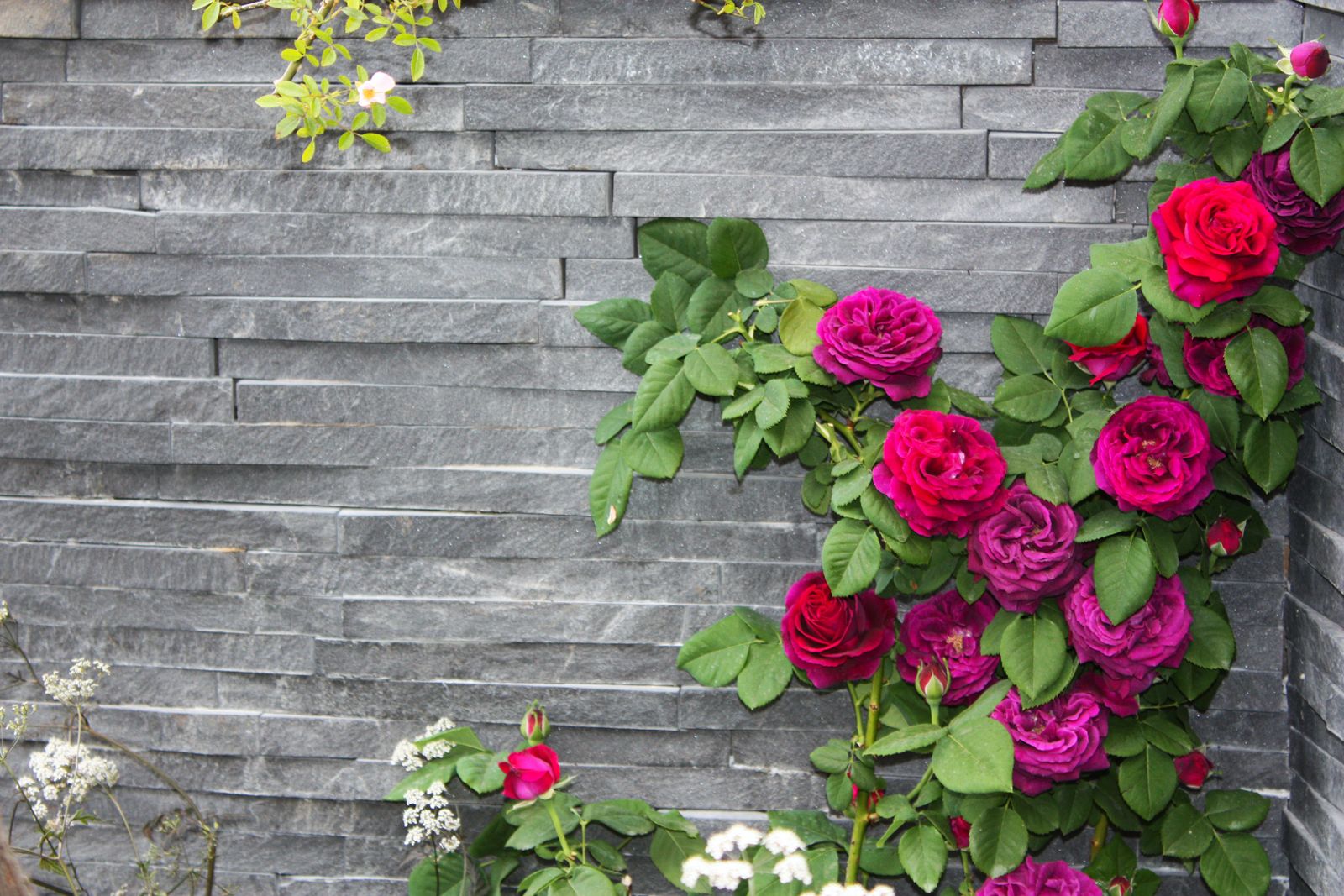 5 easy hacks to make your roses look better - expert advice | Livingetc