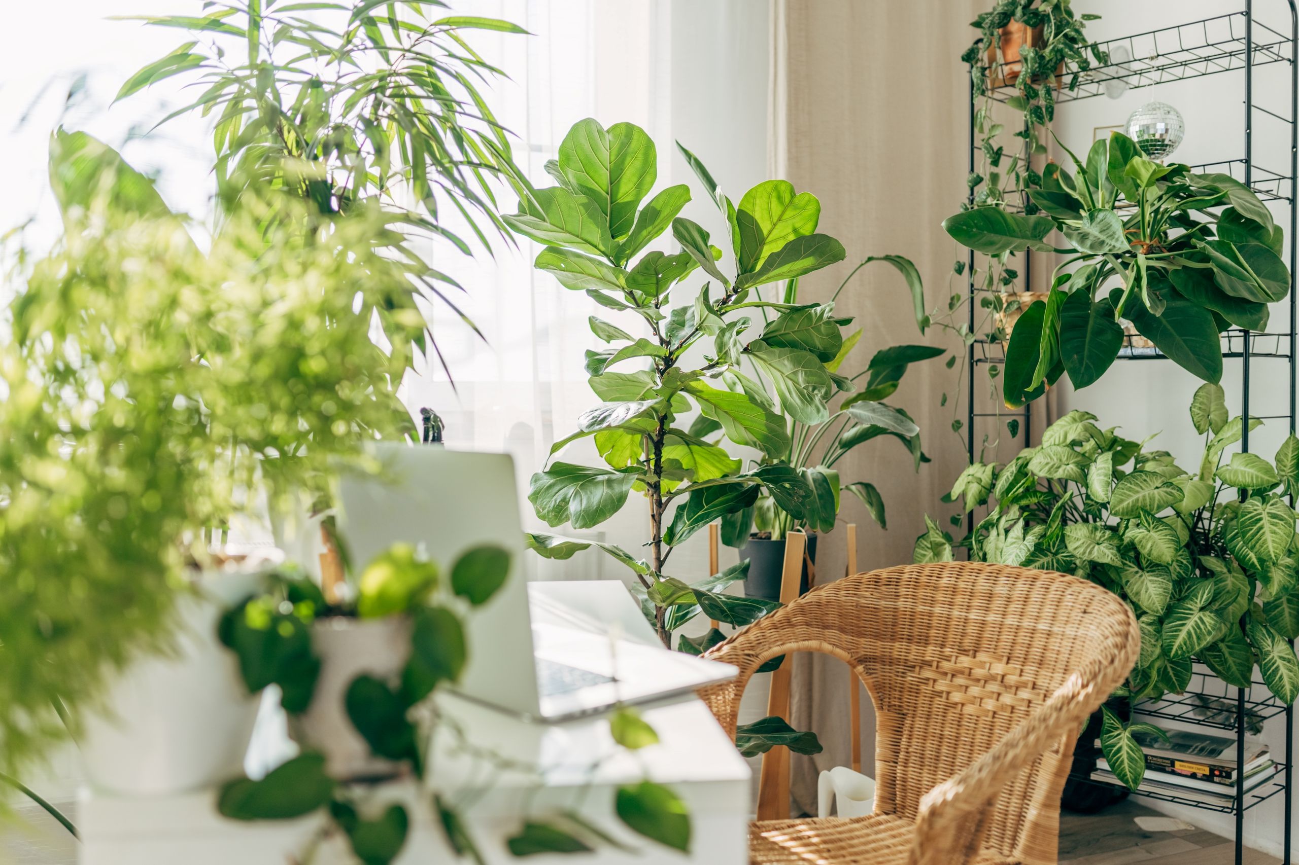 This Genius Plant Hack uses a Common Kitchen Ingredient | Livingetc