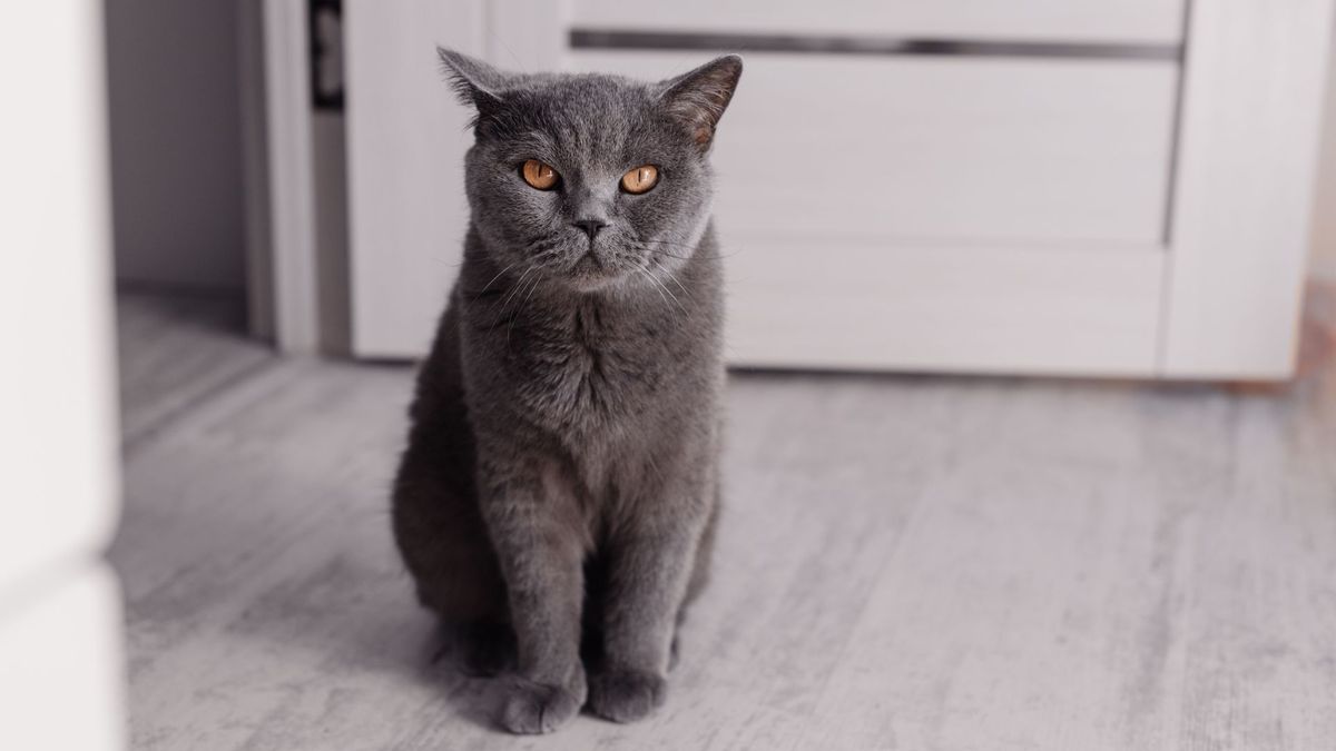 32 most popular cat breeds for feline fans | PetsRadar