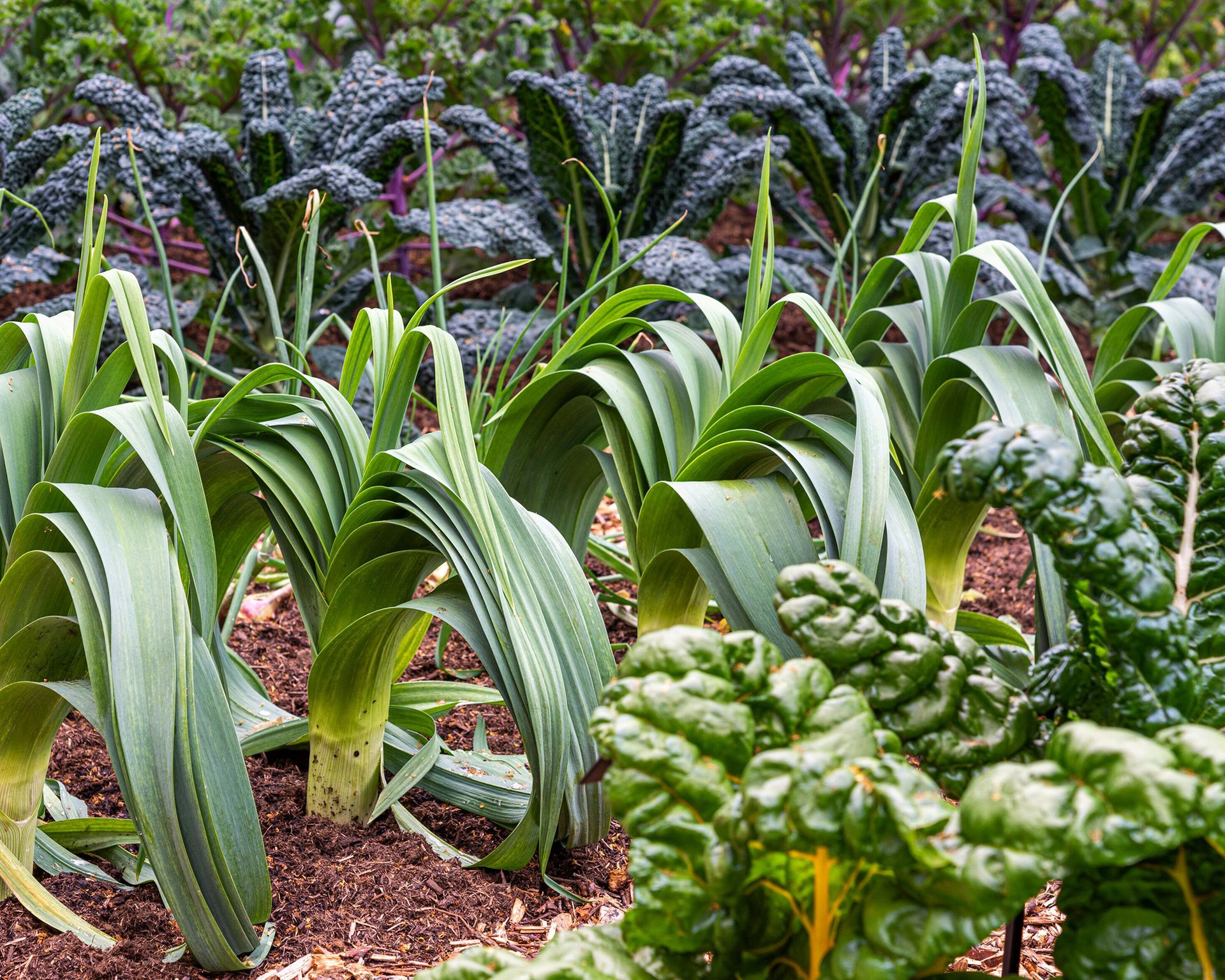 Crop rotation: a guide to healthier, more abundant veg | Gardeningetc