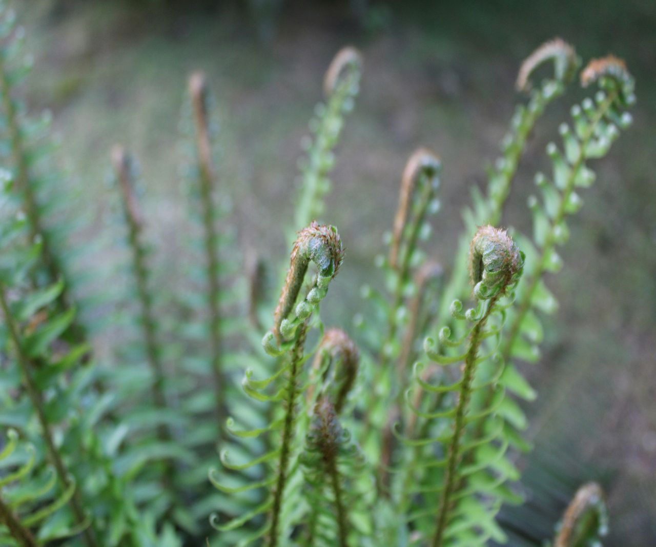 How to grow and care for sword ferns | Homes and Gardens