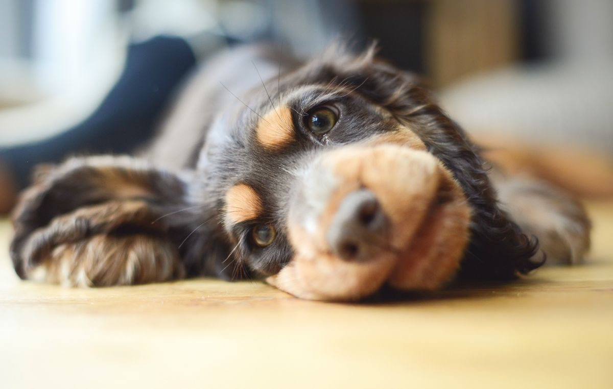 The most popular pet names of the year have been revealed | GoodtoKnow