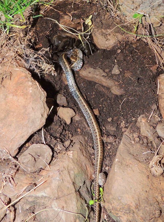 In Photos: A Tarantula-Eat-Snake World | Live Science