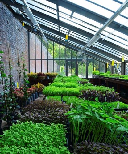 The best food to grow in a greenhouse, according to experts | Homes and ...