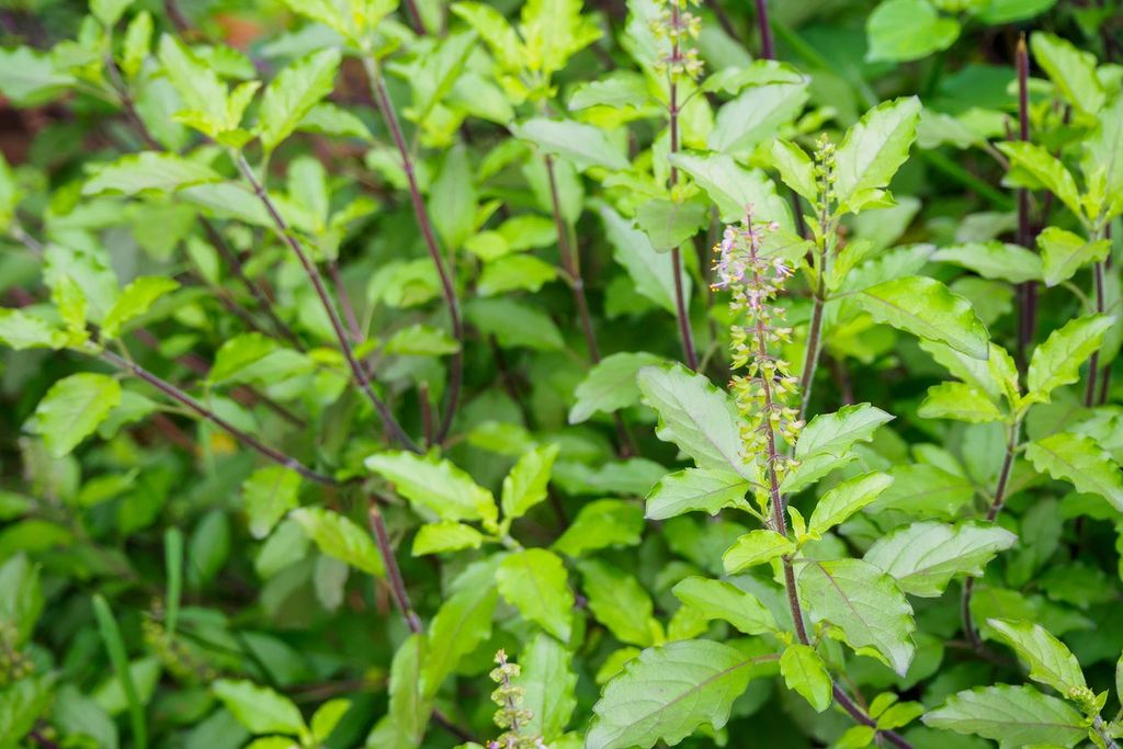 Caring For Holy Basil Plants: How To Grow Holy Basil In The Garden ...