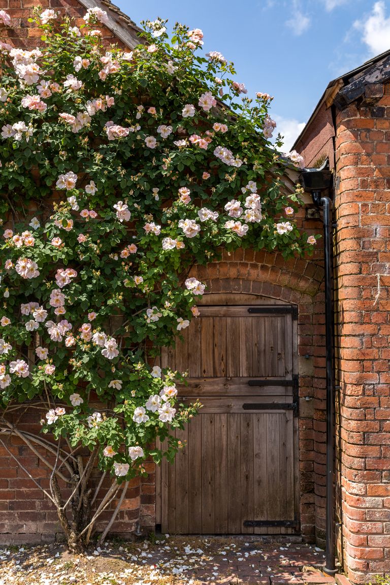 Best climbing roses: find the perfect rose for your plot, plus top tips ...
