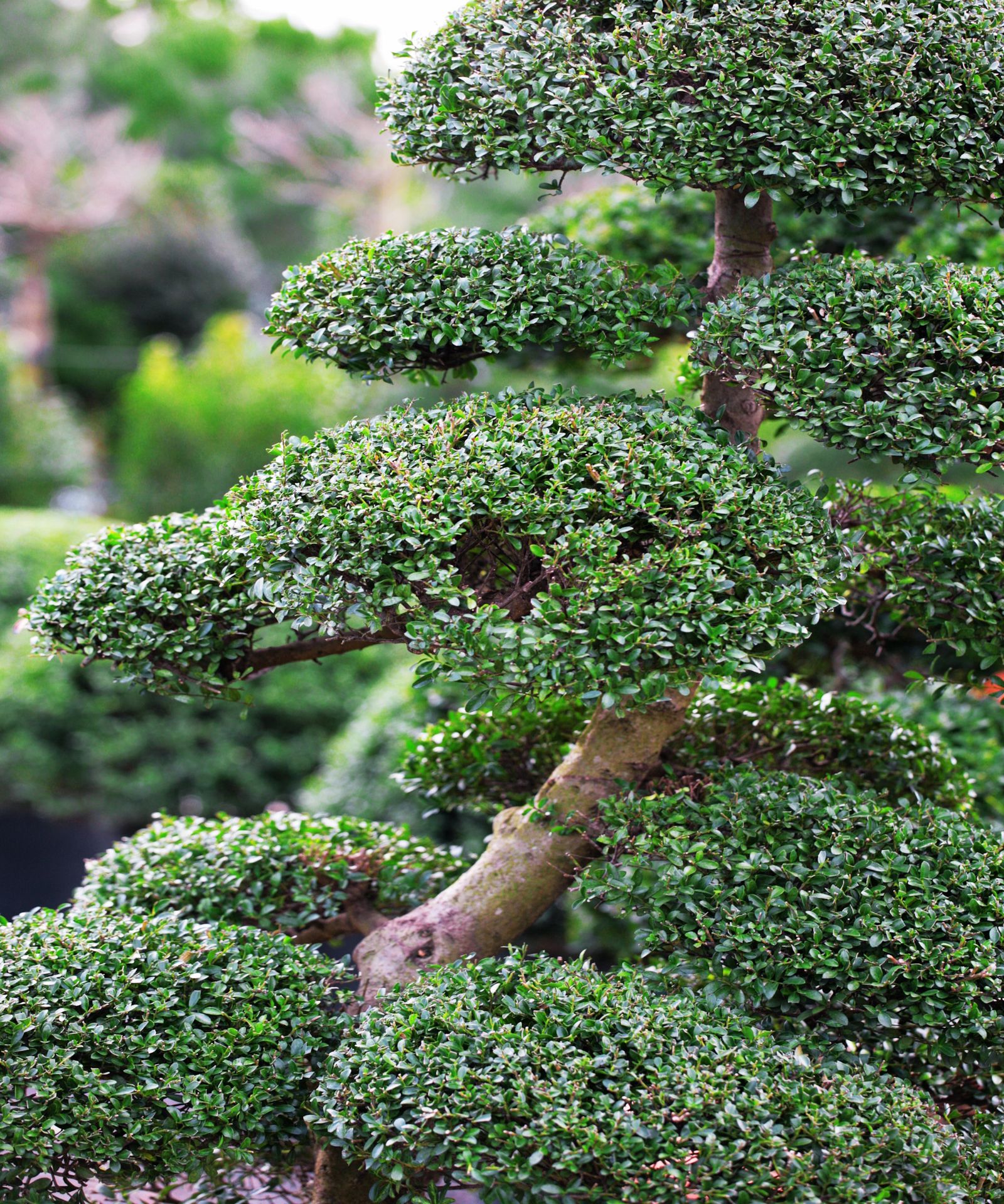 12 of the best statement trees to bring drama to your yard | Homes and ...