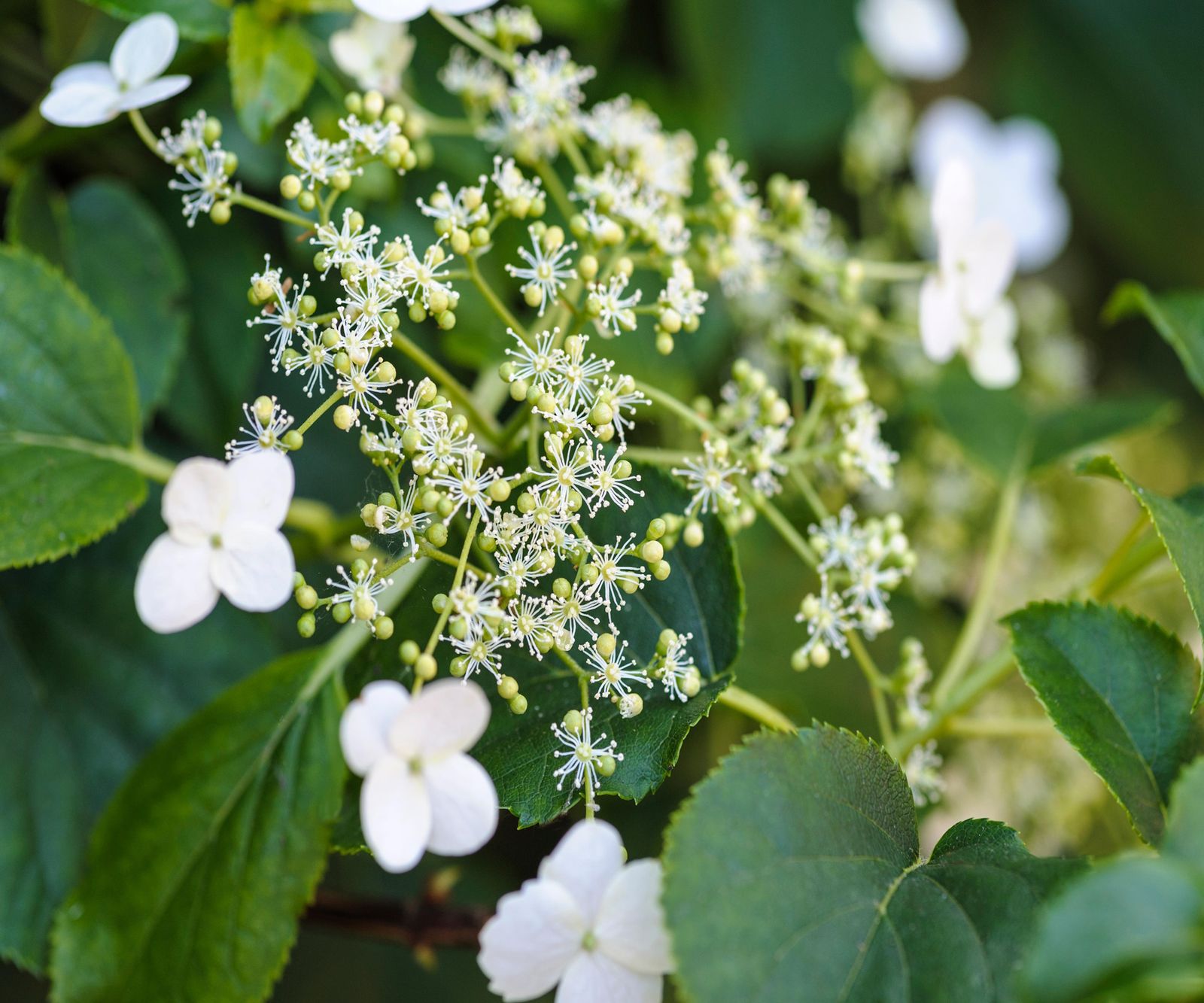 How and when to prune climbing hydrangeas: expert advice | Homes and ...