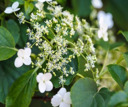 How to grow climbing hydrangeas: for shade-tolerant flowers | Homes and ...