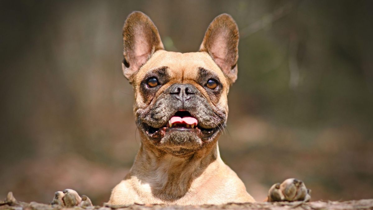 Most popular pets in the world: The top 20 | PetsRadar