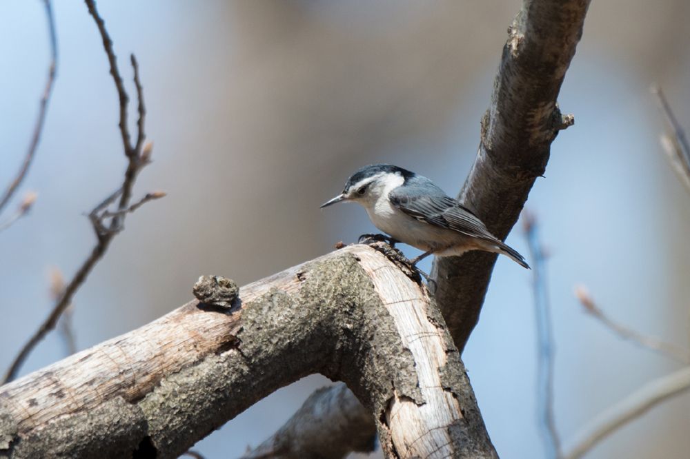 Stunning Songbirds Return for Spring | Live Science