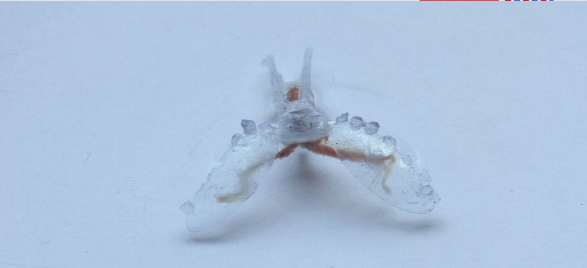 Biohybrid Robots Built From Living Tissue Start to Take Shape | Live ...