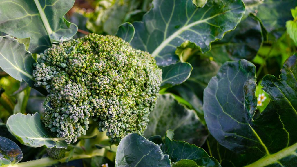 When and how to harvest broccoli rabe for top yields | Homes and Gardens