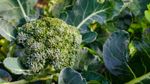 How to grow broccoli rabe - tips for a successful crop | Homes and Gardens